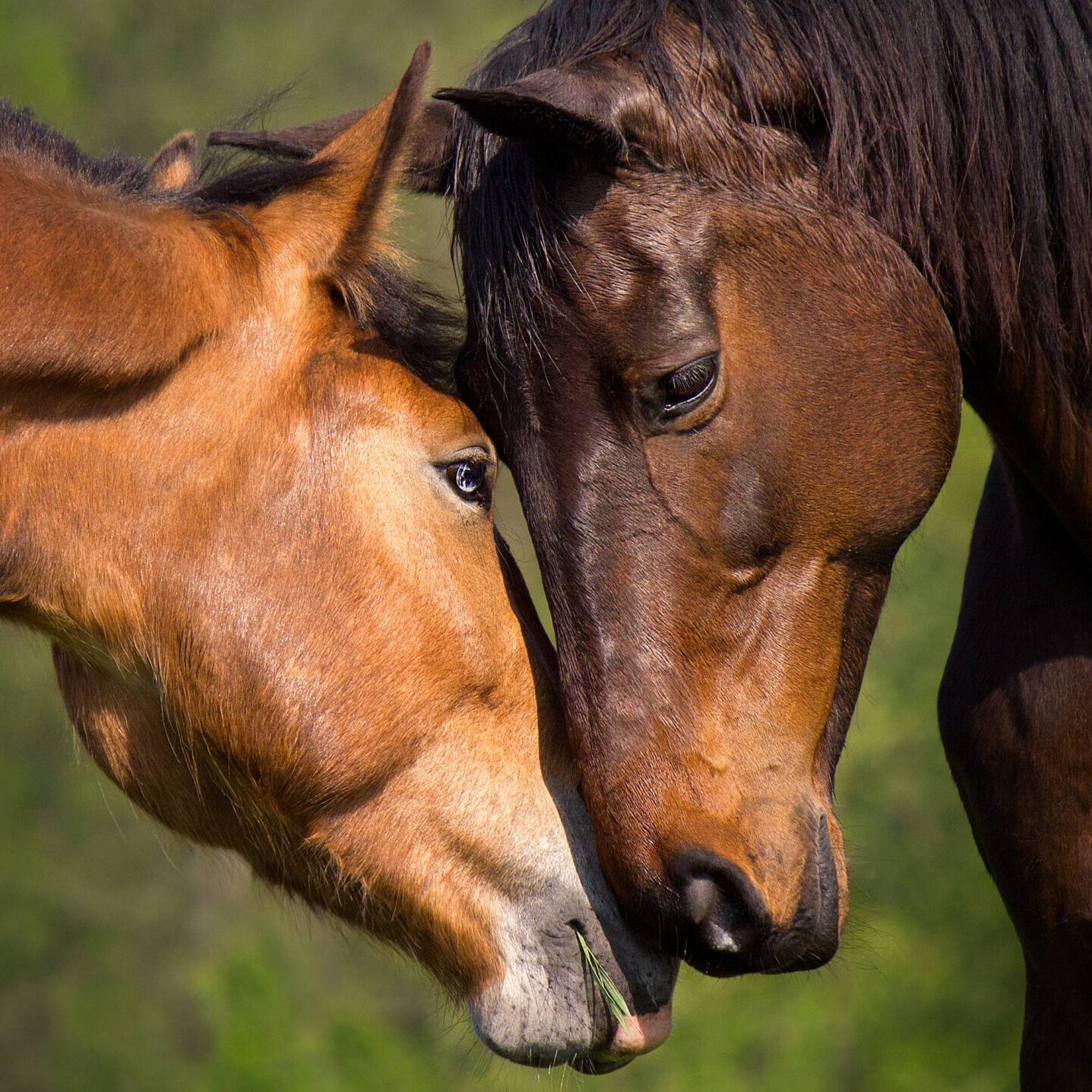 Frontpage - Champost Schöner Mist - Die Erde verbessern